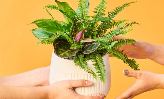 Hospital Delivery | Flower Delivery To Hospitals – Flowers for Everyone